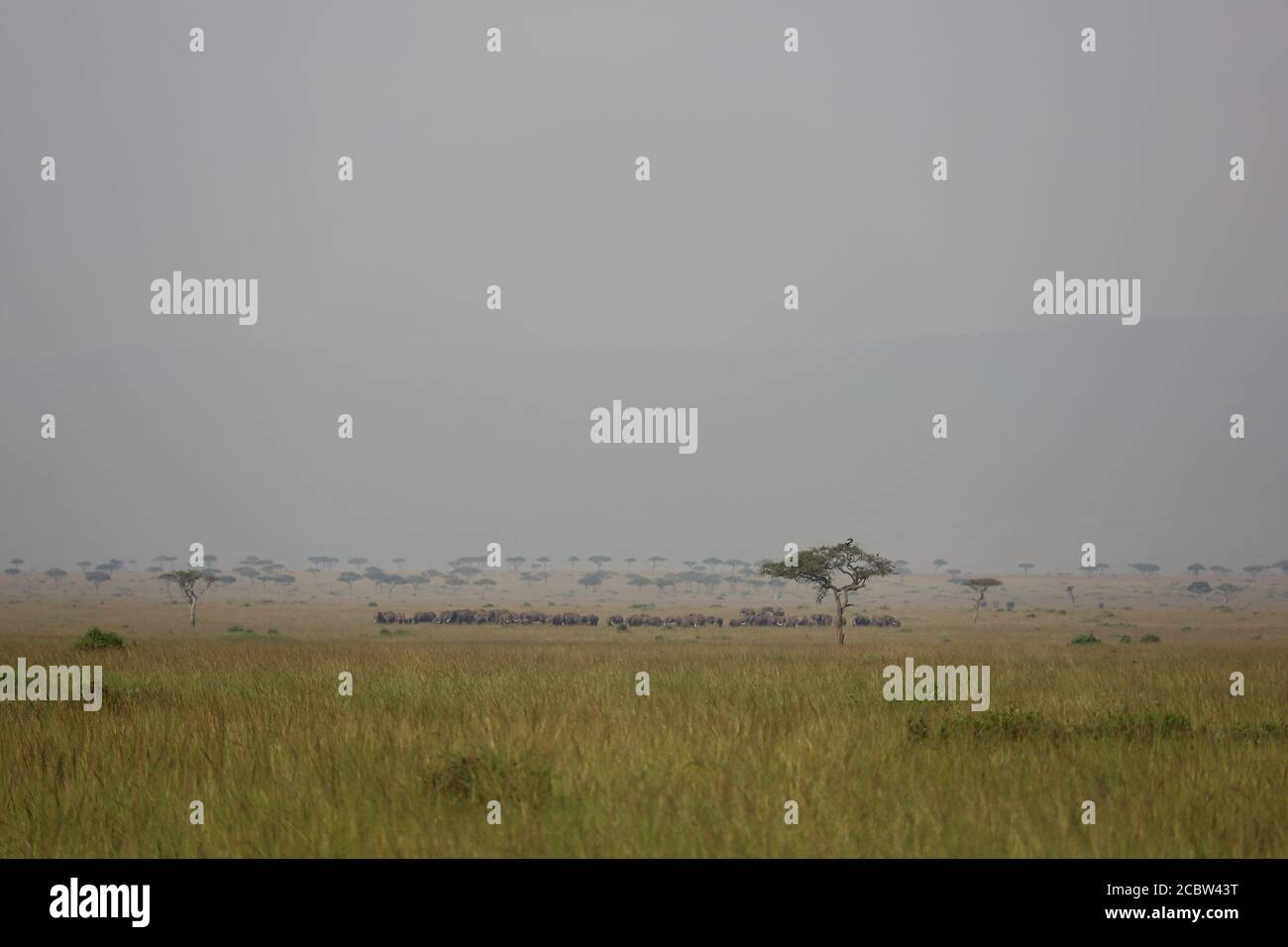 Dusty elephant herd in the golden light of the African savannah Stock ...