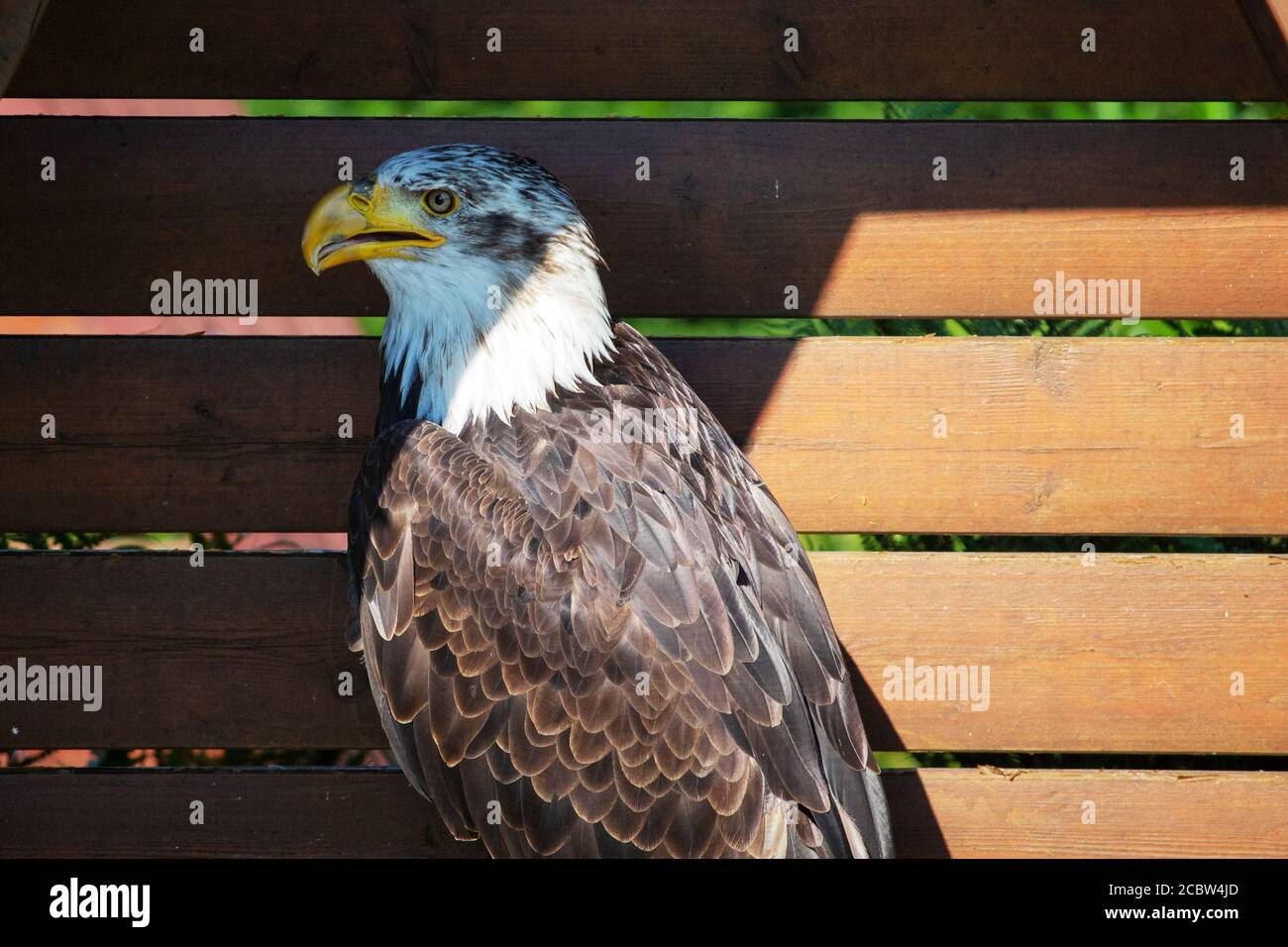 Side view of a Bald eagle, sometimes called the American eagle, the ...
