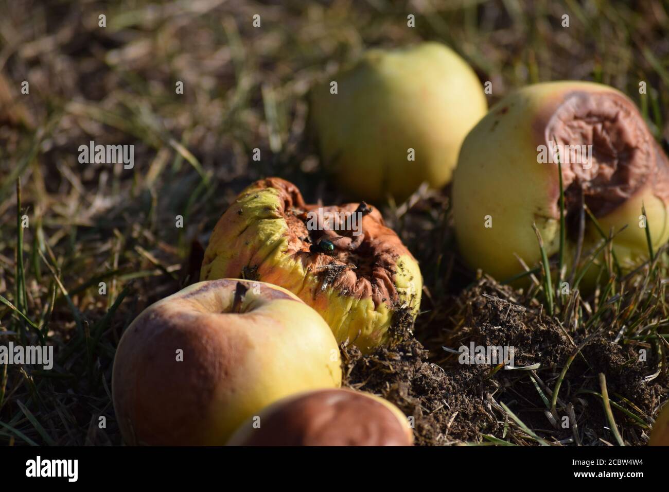 Gold fly hi-res stock photography and images - Alamy