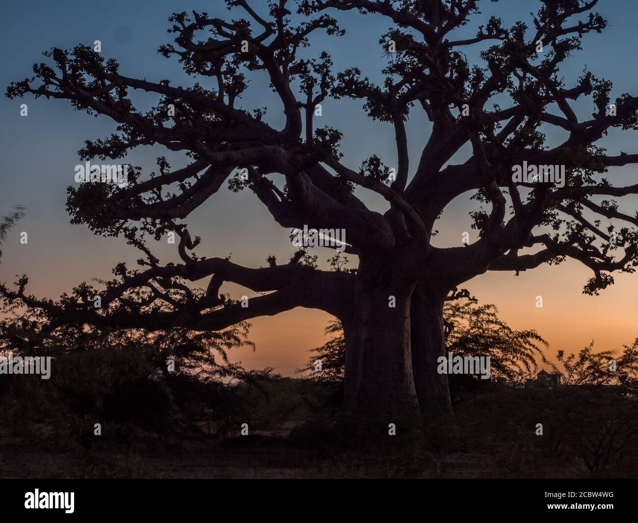 Silhouette of baobab tree at sunset. Tree of happiness, Senegal. Africa ...
