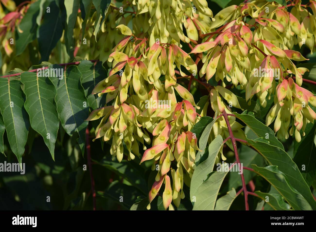 Fruits of the Tree of Heaven Stock Photo - Alamy