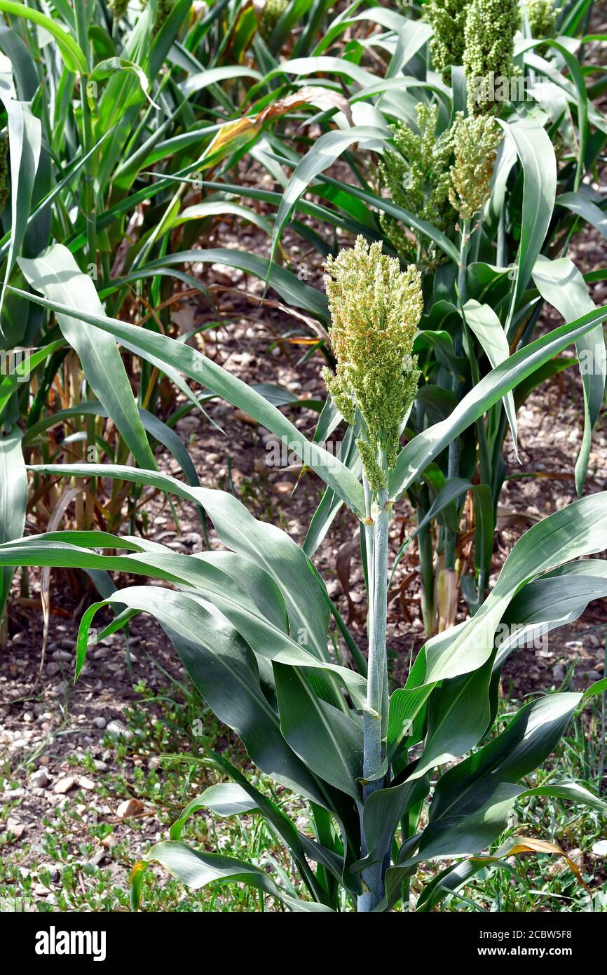 Foxtail millet plant hi-res stock photography and images - Alamy