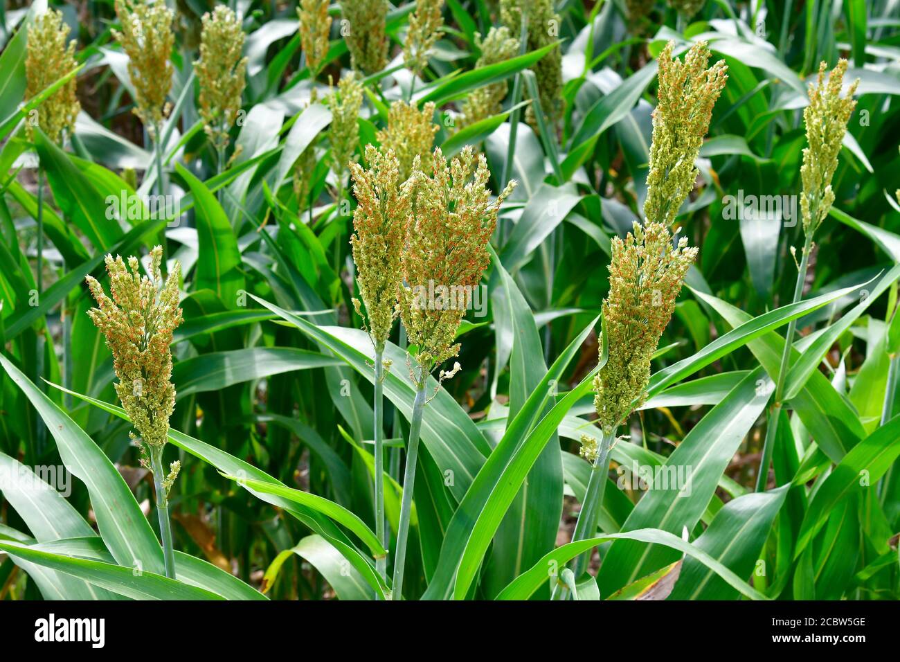 Foxtail millet hi-res stock photography and images - Alamy