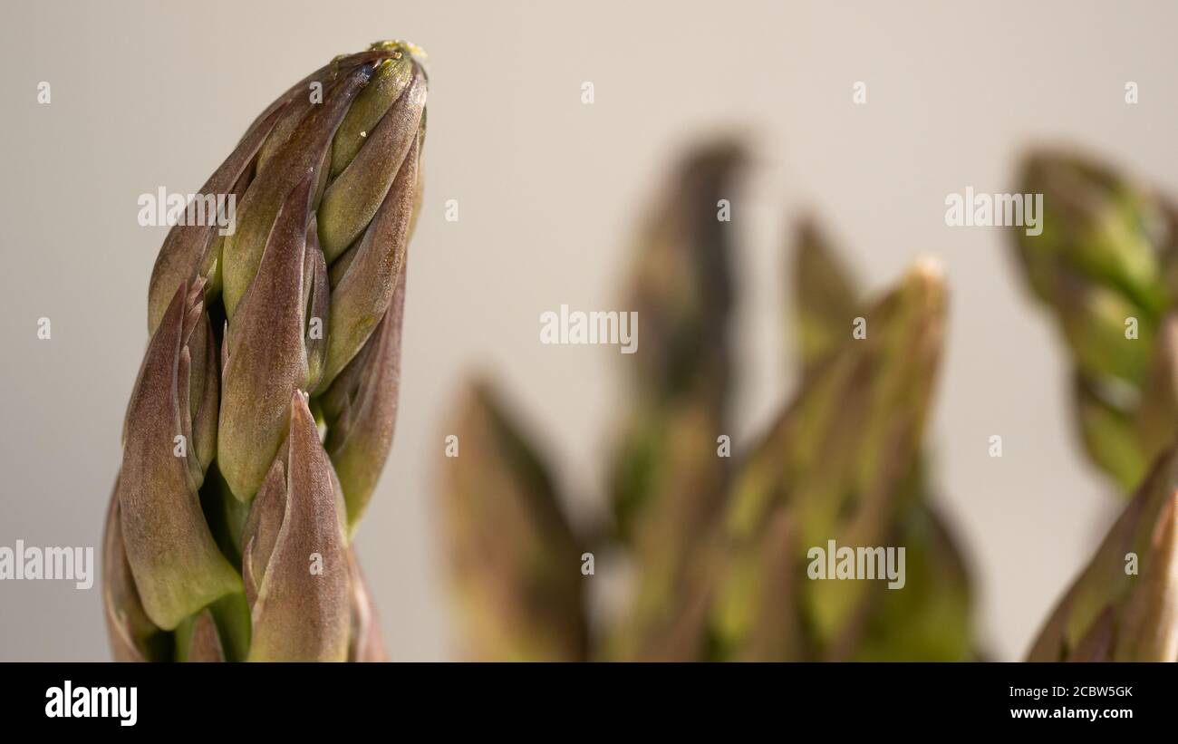 Isolated macro photo of the top of a green asparagus. This concept ...