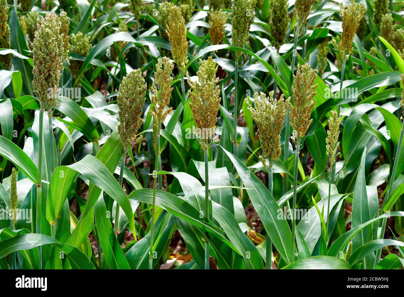 Foxtail millet hi-res stock photography and images - Alamy