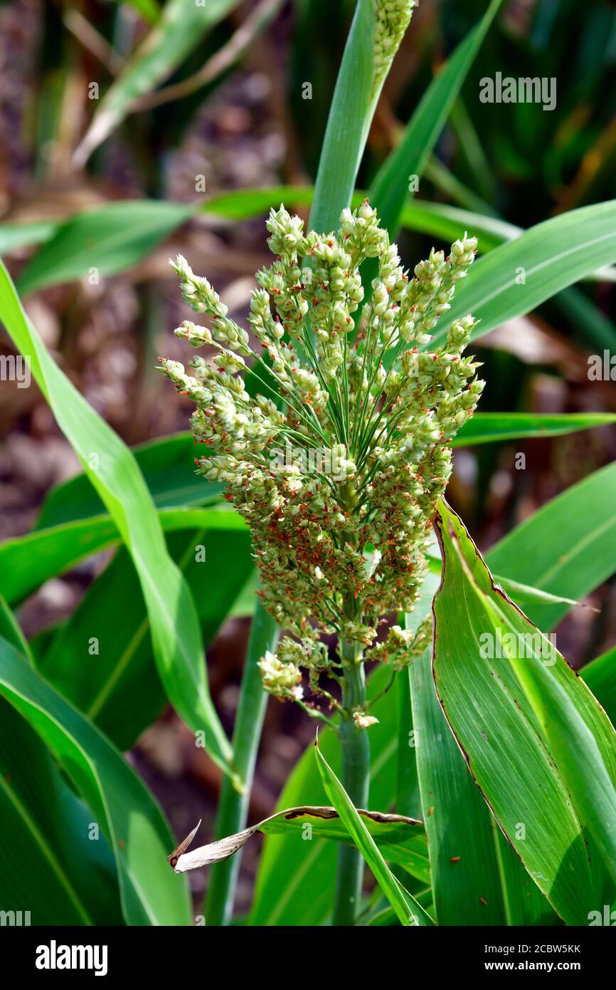 Milo seed hi-res stock photography and images - Alamy