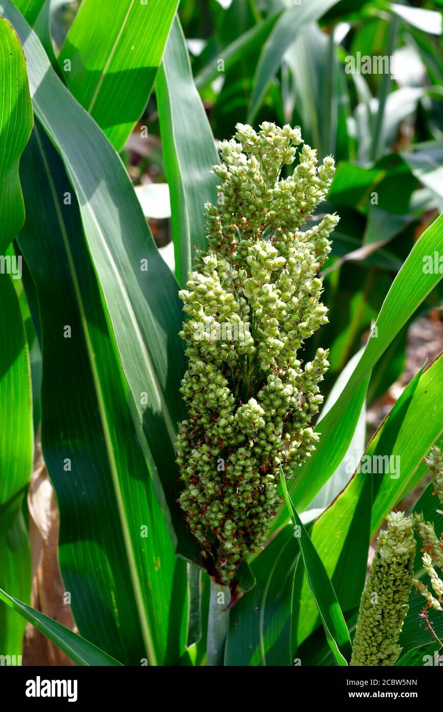 Foxtail millet field hi-res stock photography and images - Alamy