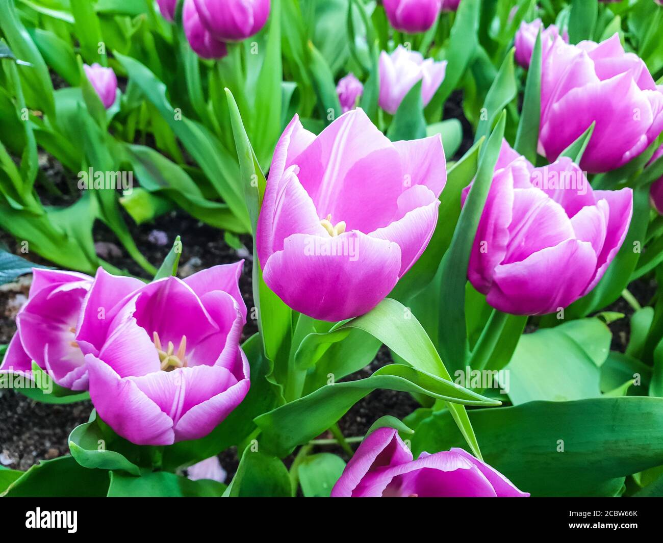 Flower dome conservatory gardens bay hi-res stock photography and ...