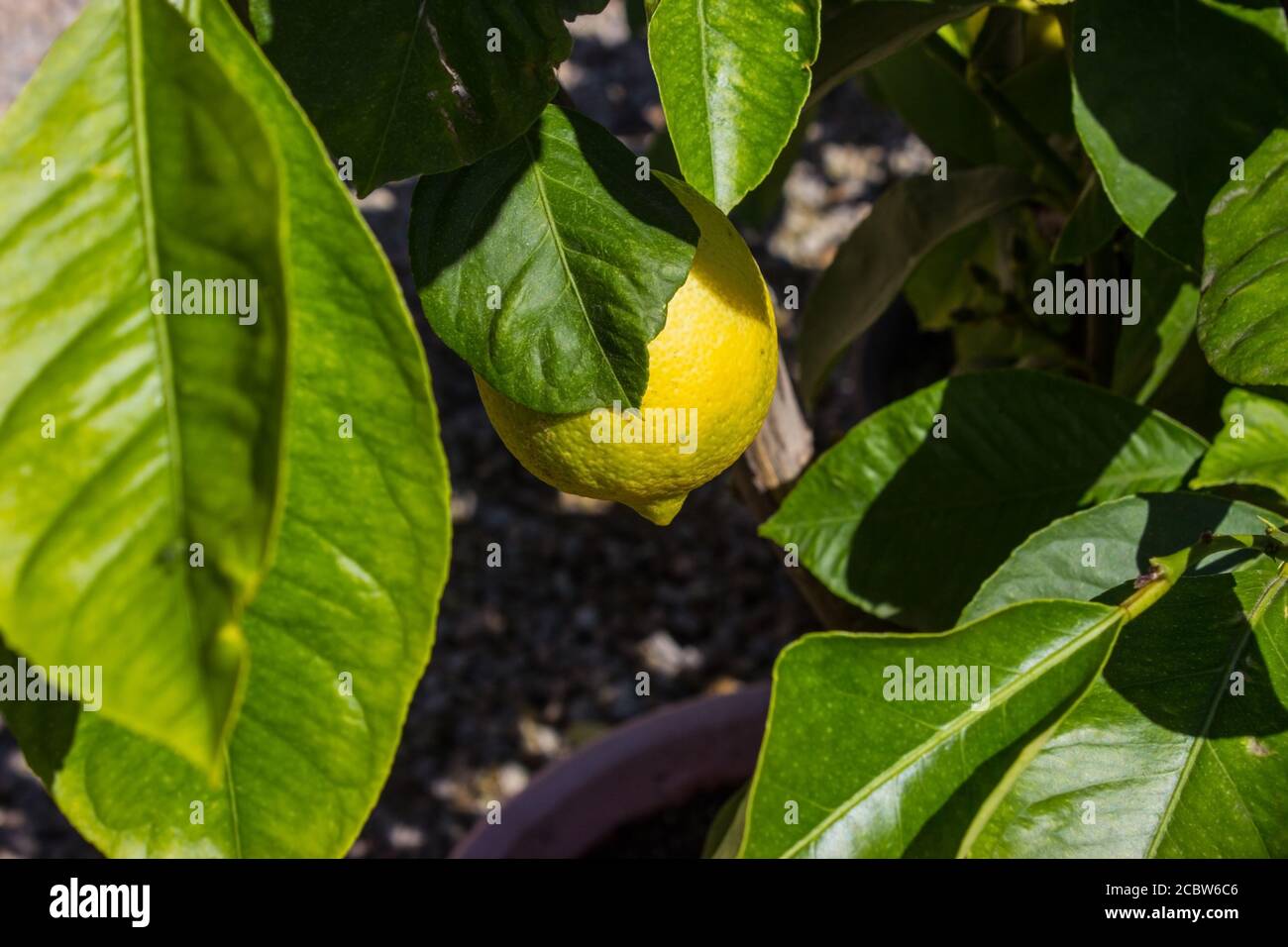 Detail of a yellow lemon and leaves on a tree in the sunlight Stock ...