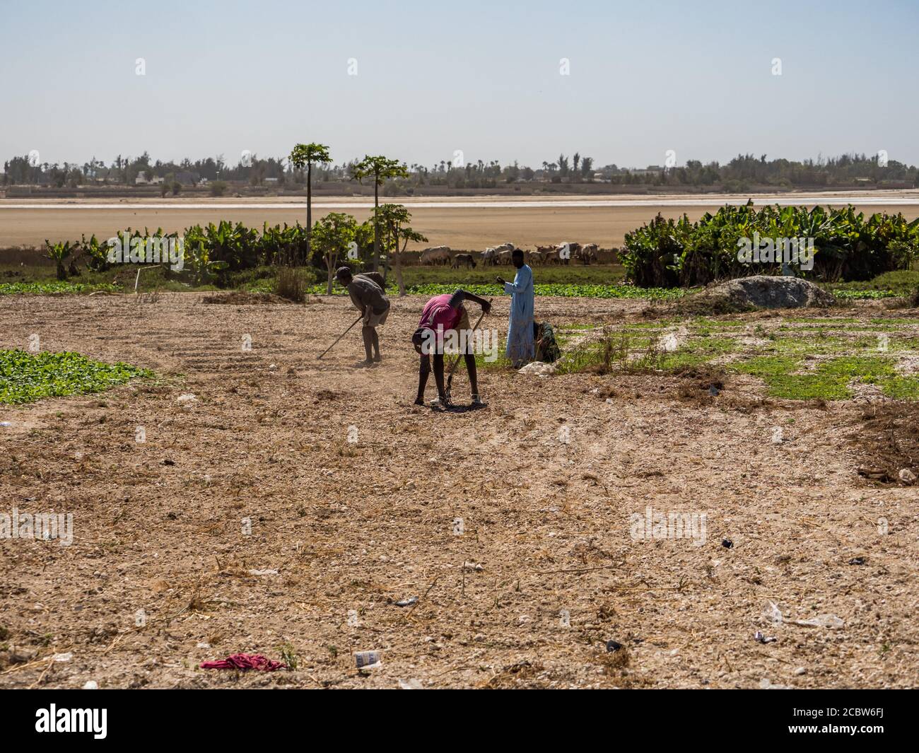 Senegal, Africa - February 2019: African men work in the field and ...