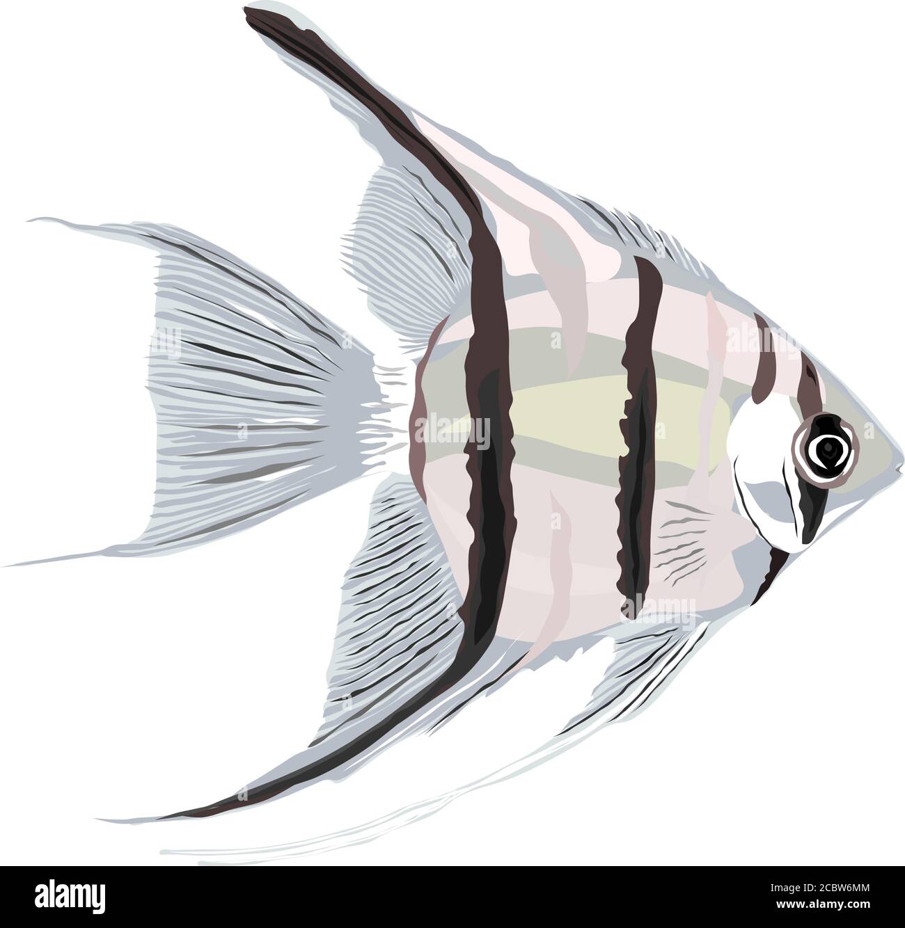Vector of angelfish on white background Stock Vector Image & Art - Alamy