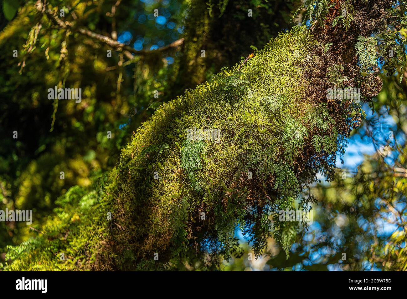 Kamahi Trees High Resolution Stock Photography and Images - Alamy
