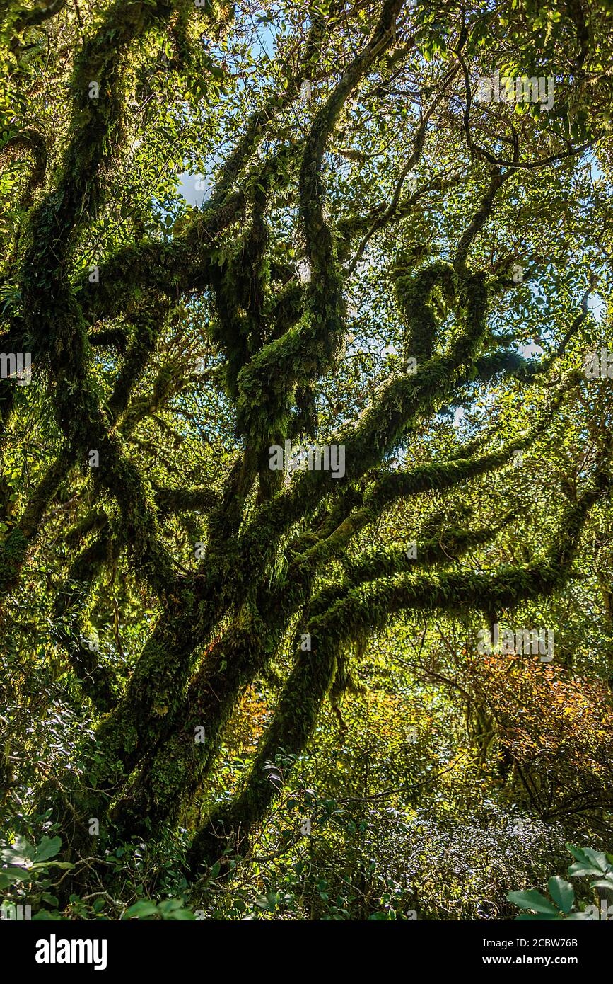 Kamahi trees hi-res stock photography and images - Alamy