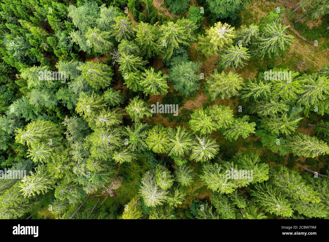 pine forest aerial shot, top view of green trees from drone, beautiful ...