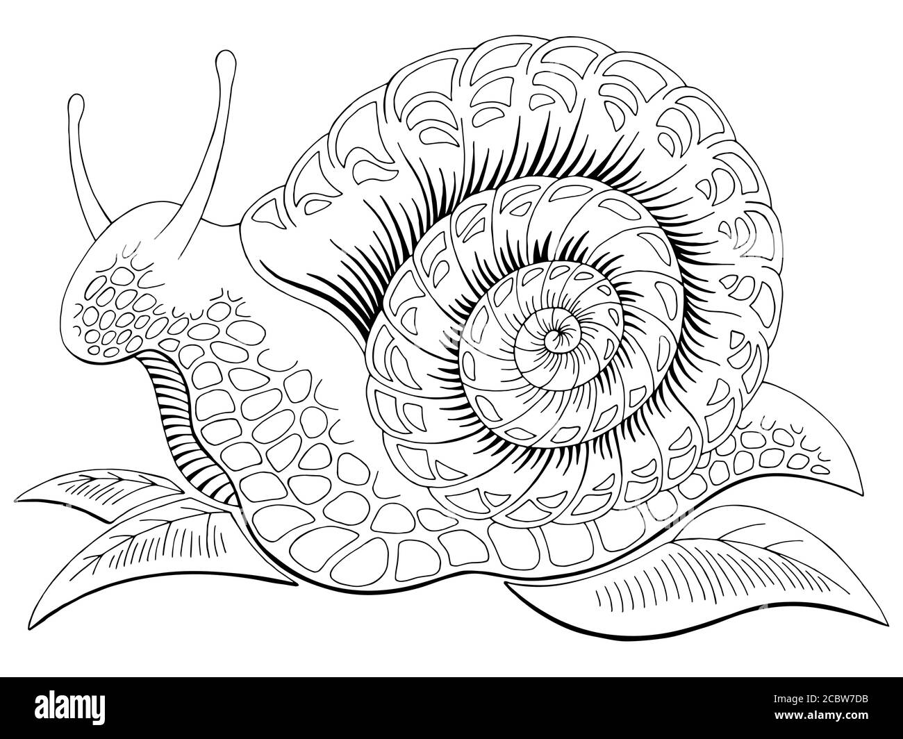 Snail doodle graphic black white isolated sketch illustration vector ...