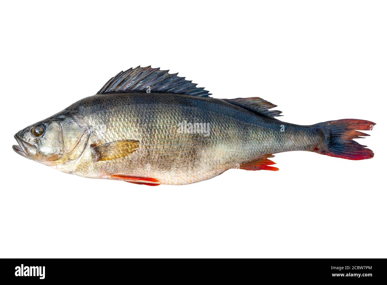 Big river perch fish isolated on white background with clipping path ...