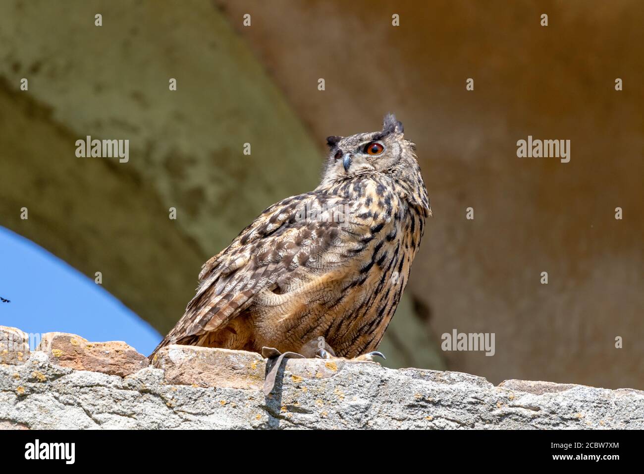 Owl wallpaper hi-res stock photography and images - Alamy