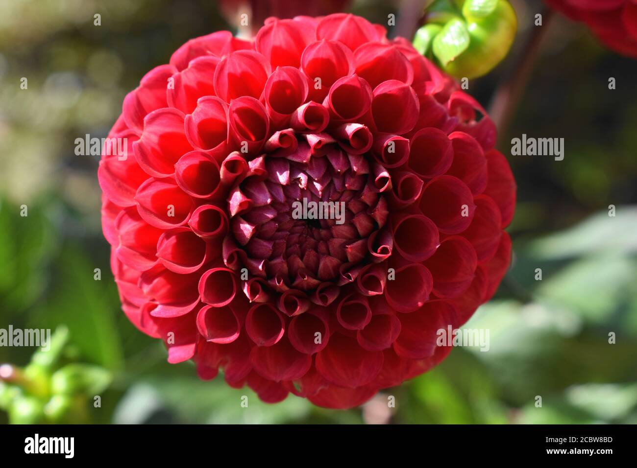 Dahlia cornel hi-res stock photography and images - Alamy