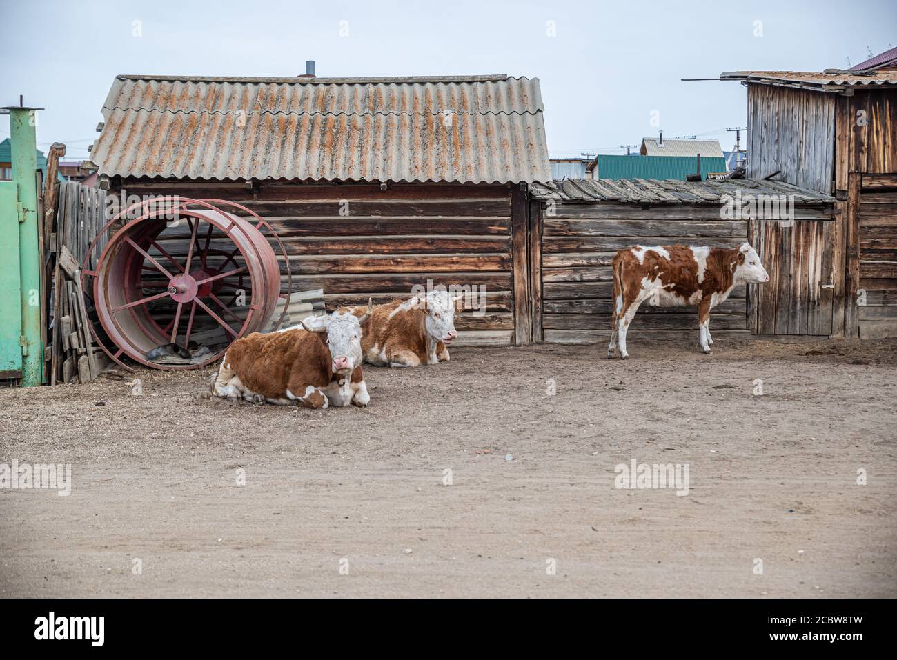 Cows on the streets of Khuzhir, Olkhon Island on Lake Baikal, Russia ...