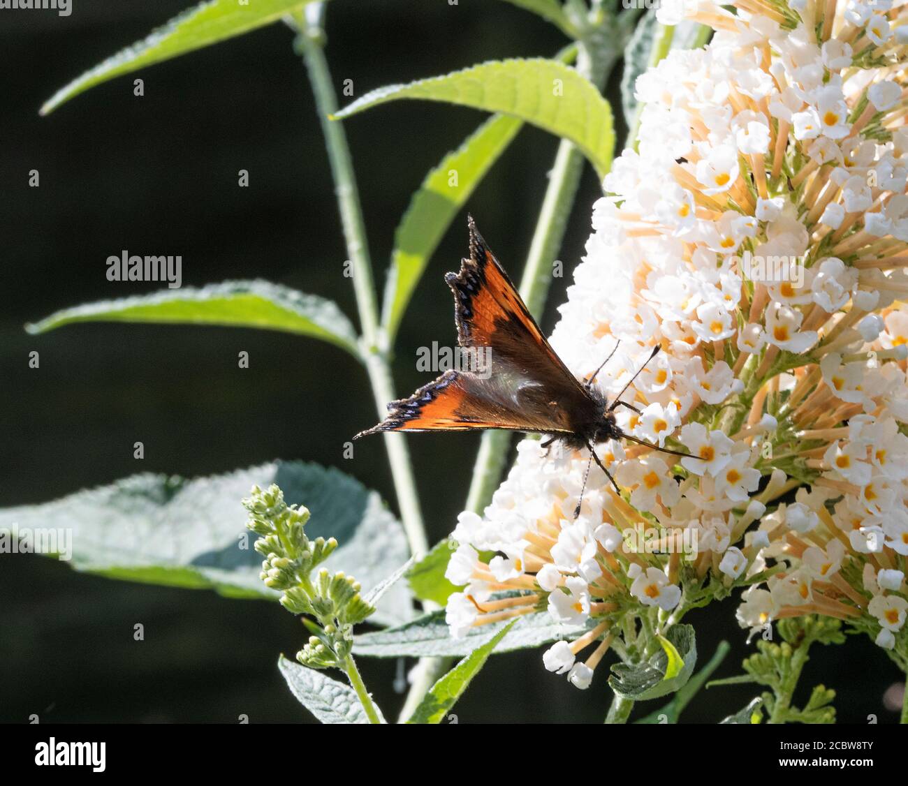 Buddleia Garden Border High Resolution Stock Photography and Images - Alamy