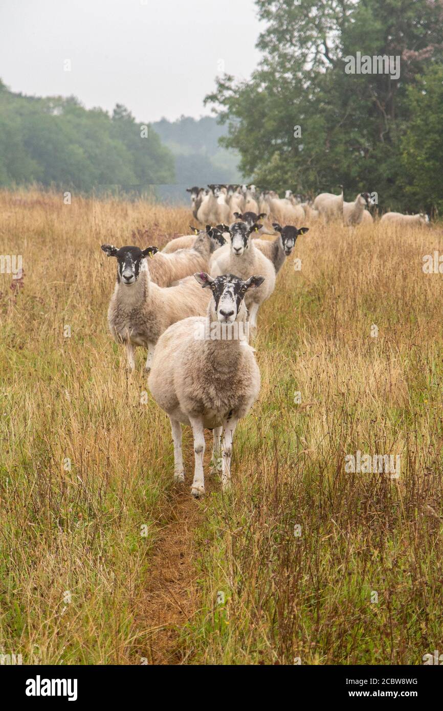 A line of sheep stare into camera Stock Photo - Alamy