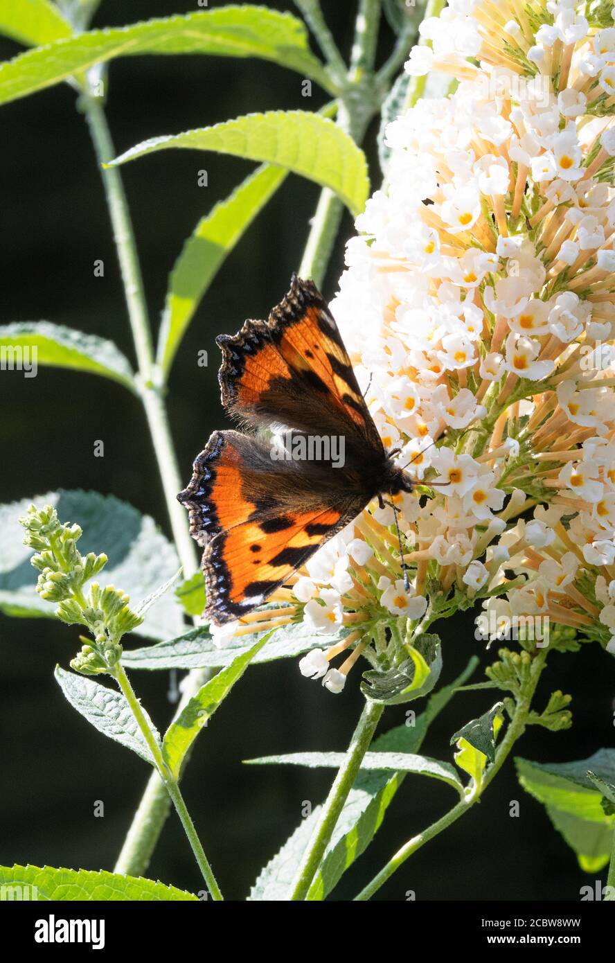 Buddleia garden border hi-res stock photography and images - Alamy