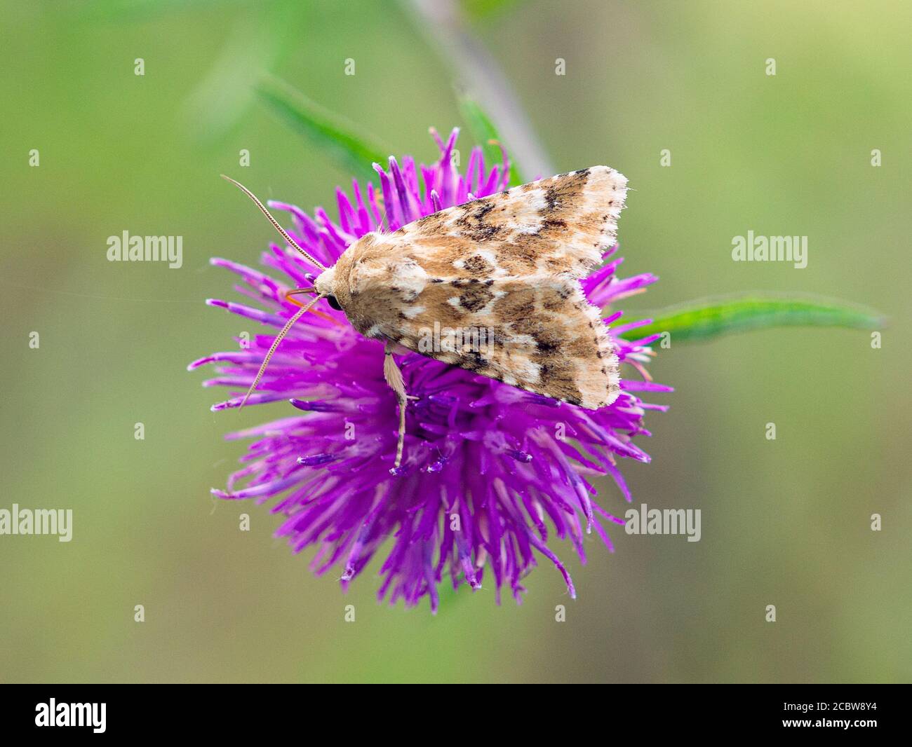 Dusky Sallow Moth Taking Nectar Stock Photo - Alamy