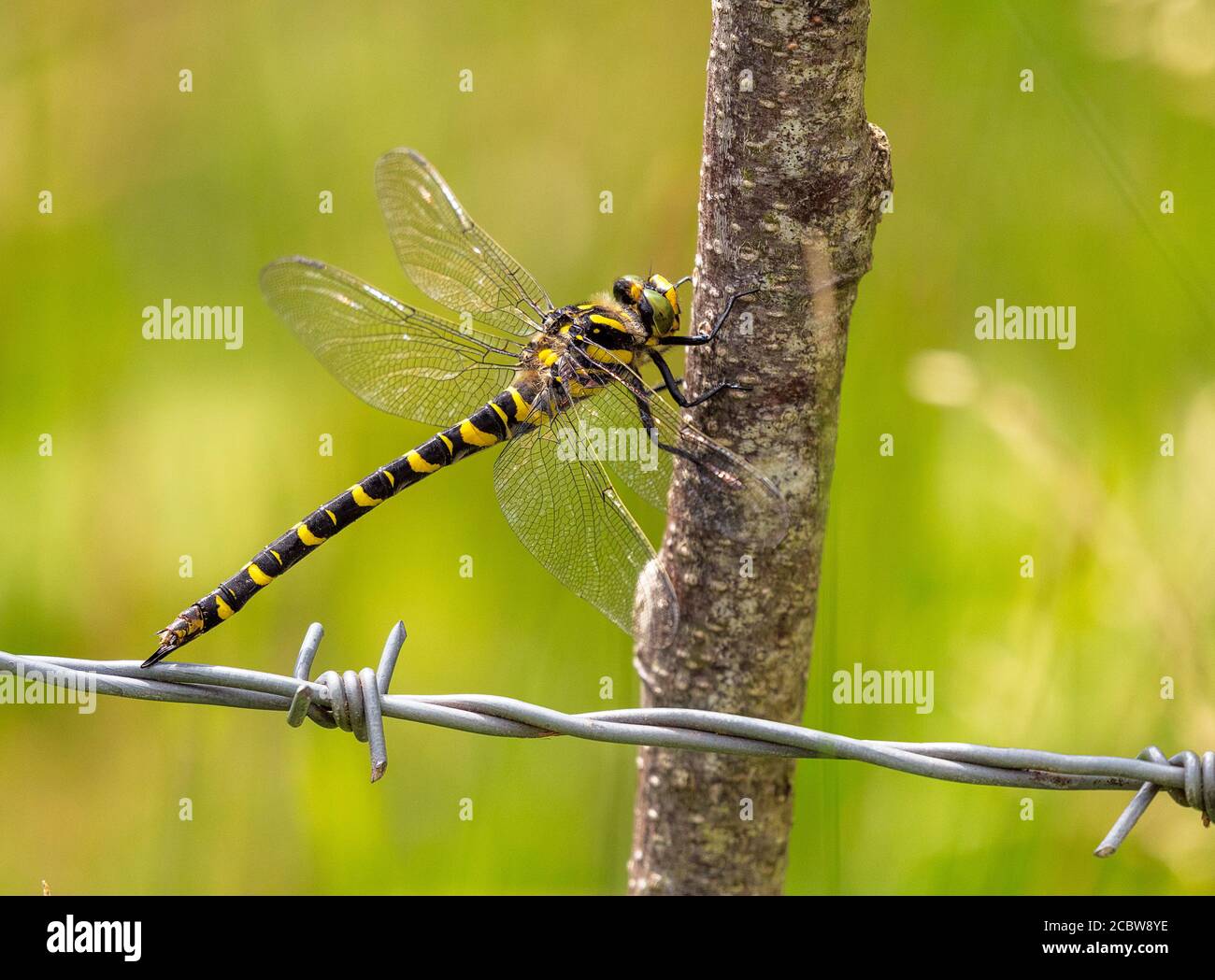 Golden ringed dragonfly at rest hi-res stock photography and images - Alamy