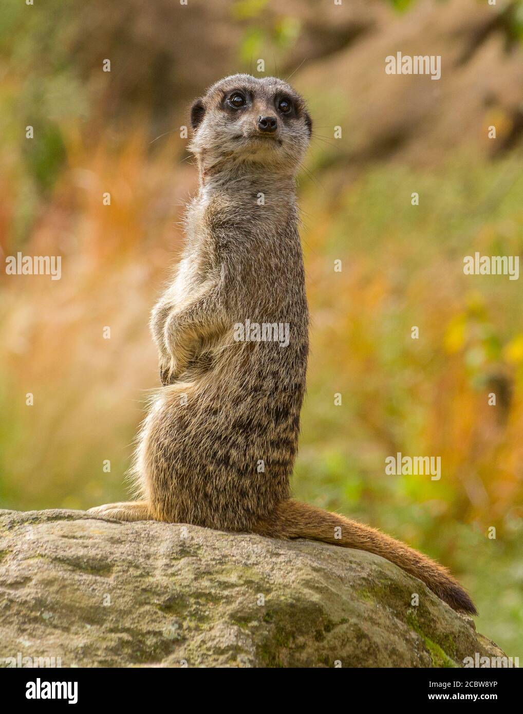 A Meerkat sentry on the lookout for for any approaching predator Stock ...