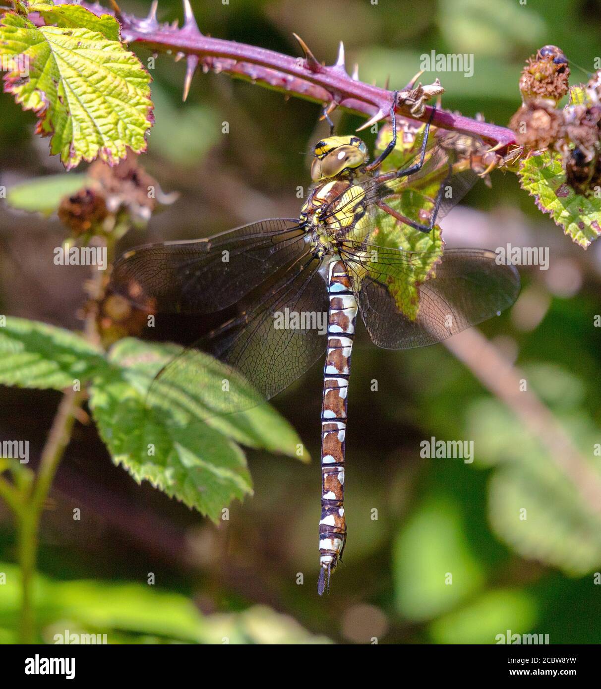 Dragonfly At Rest Stock Photo - Alamy