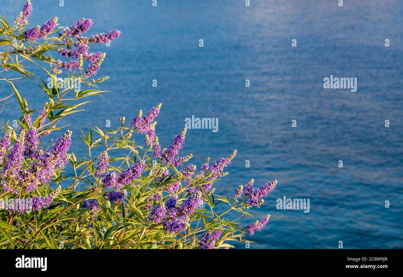 Purple wild lavender plant, over blur Kea, Tzia island sea background ...