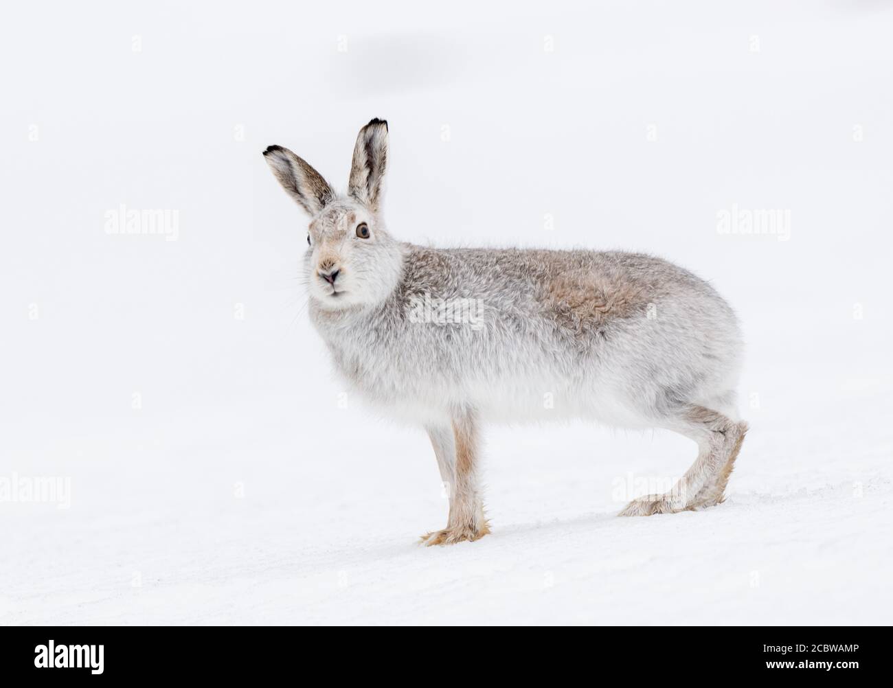 Mountain hare (lepus timidus) standing sideways but looking forwards on ...