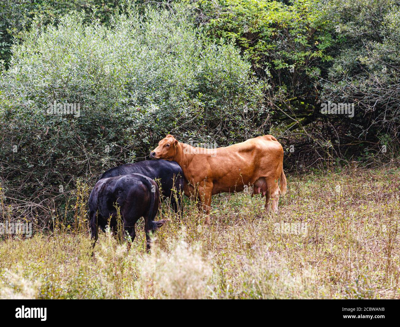 Grazing and beautiful scenery hi-res stock photography and images - Alamy