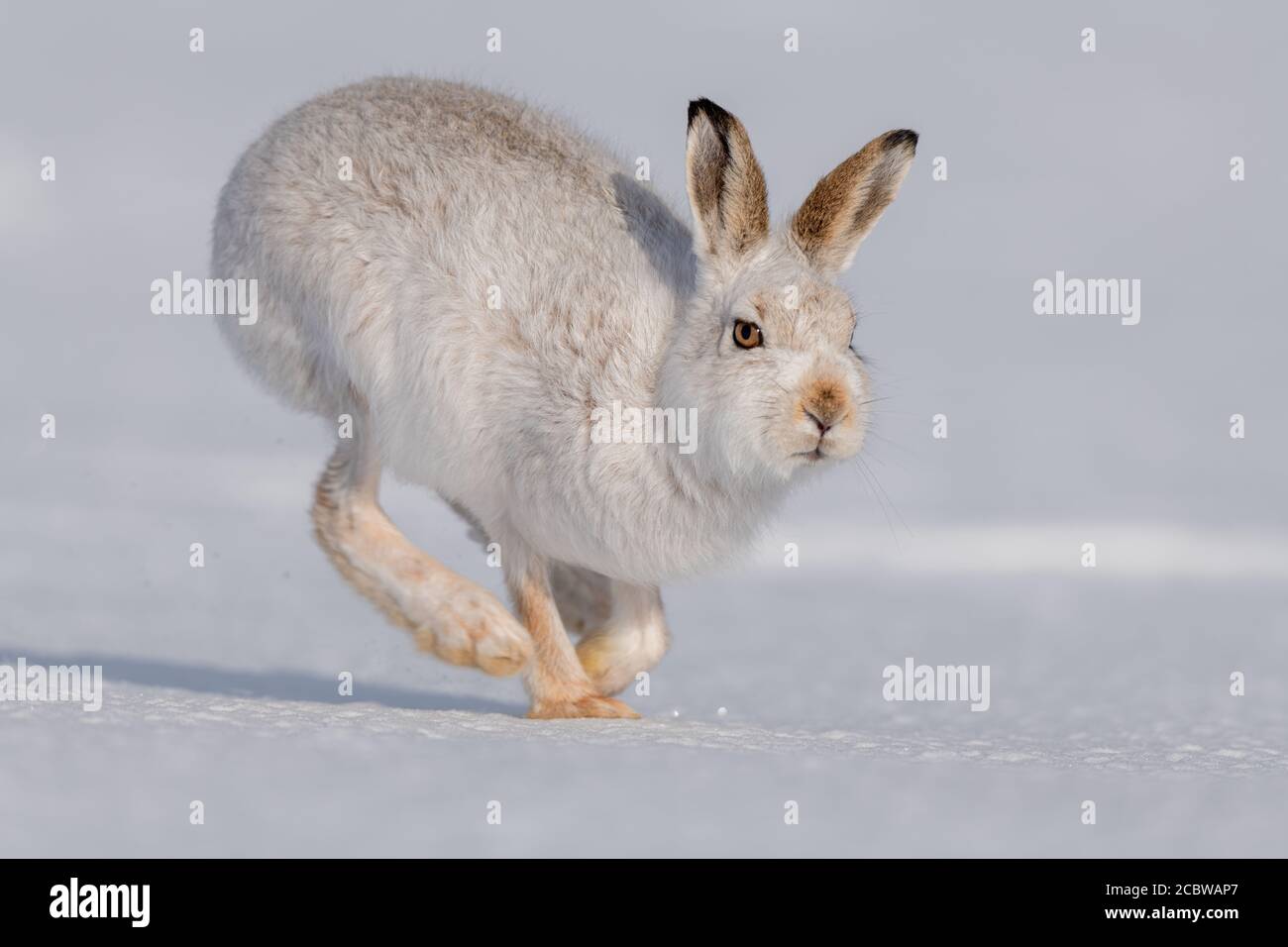 Hare running white hi-res stock photography and images - Alamy