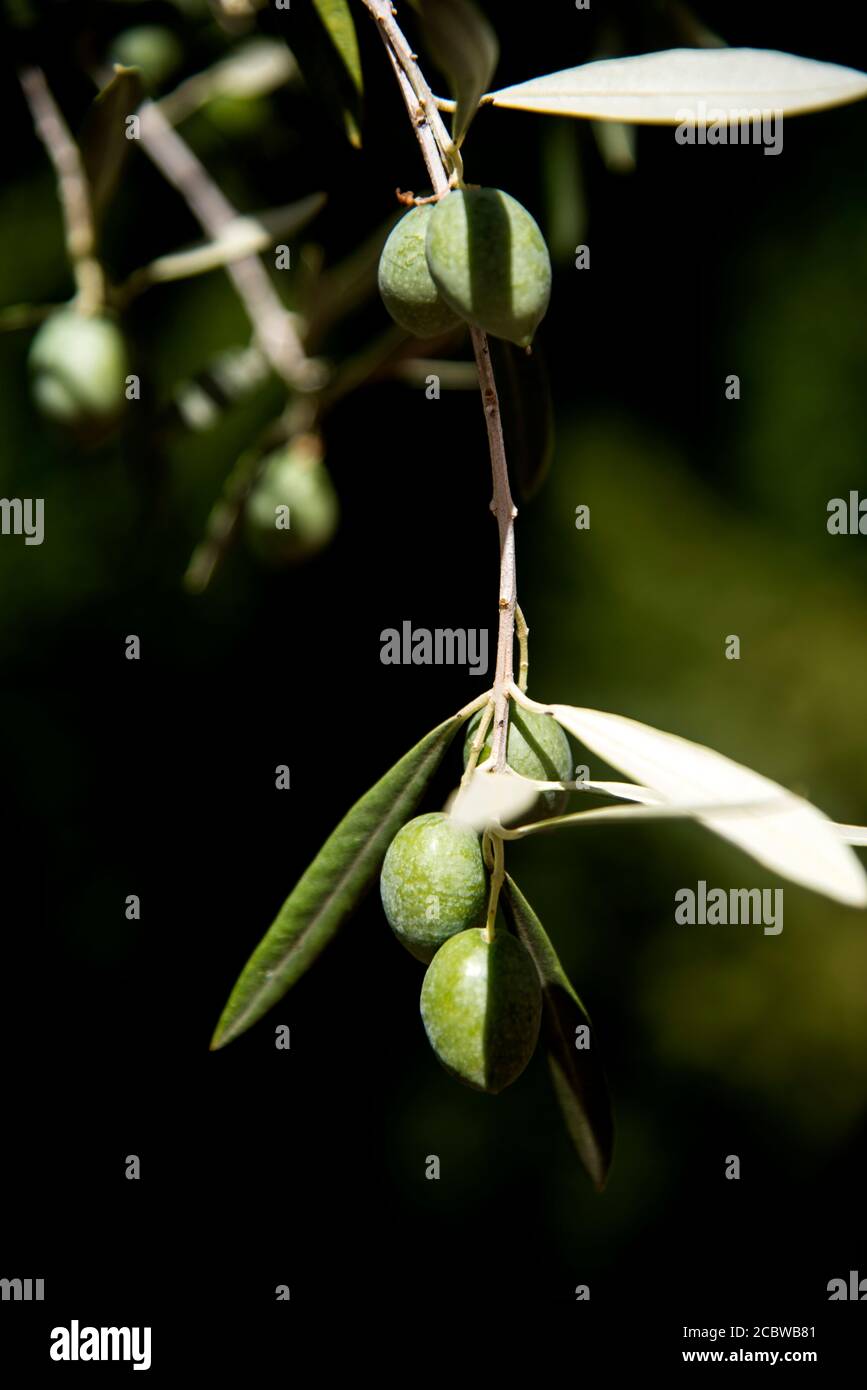 Fresh green olives hanging on hi-res stock photography and images - Alamy