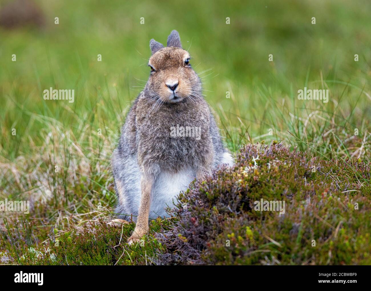 mountain hare (lepus timidus) sitting in long grass on Scottish ...