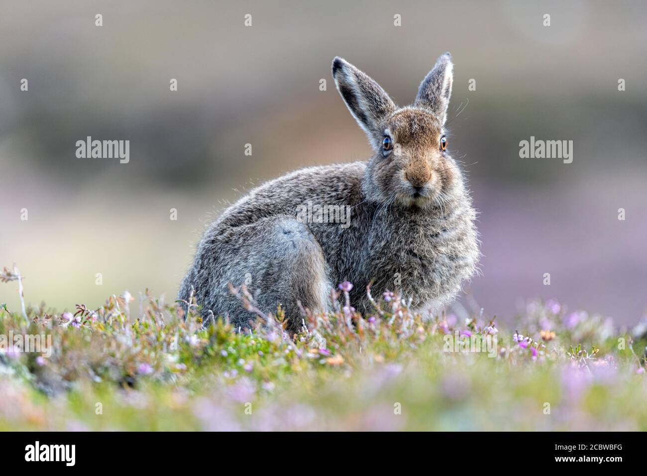 Mountain hare (lepus timidus) leveret in the Scottish Highlands Stock ...