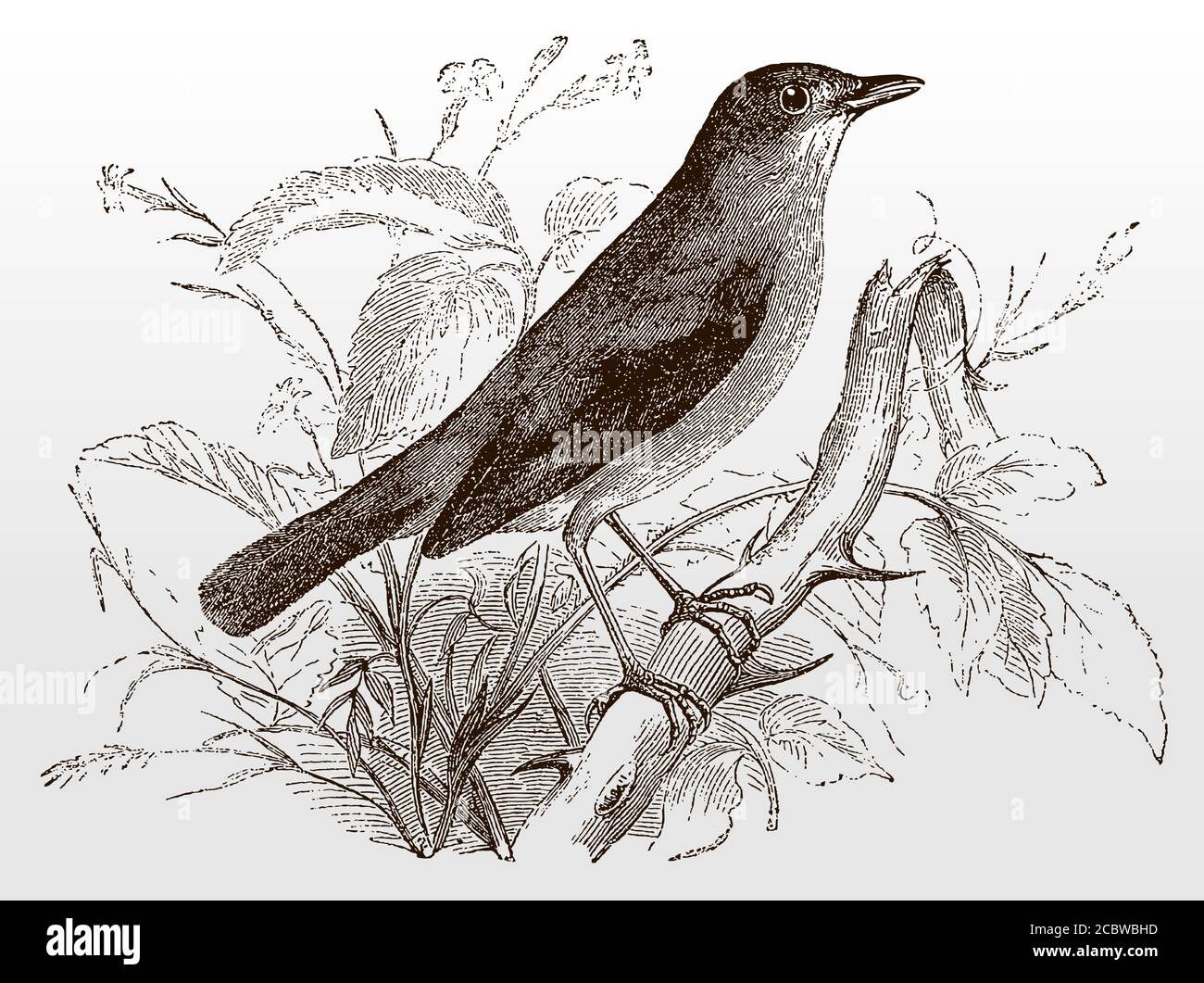 Drawing of the common nightingale Stock Vector Images - Alamy