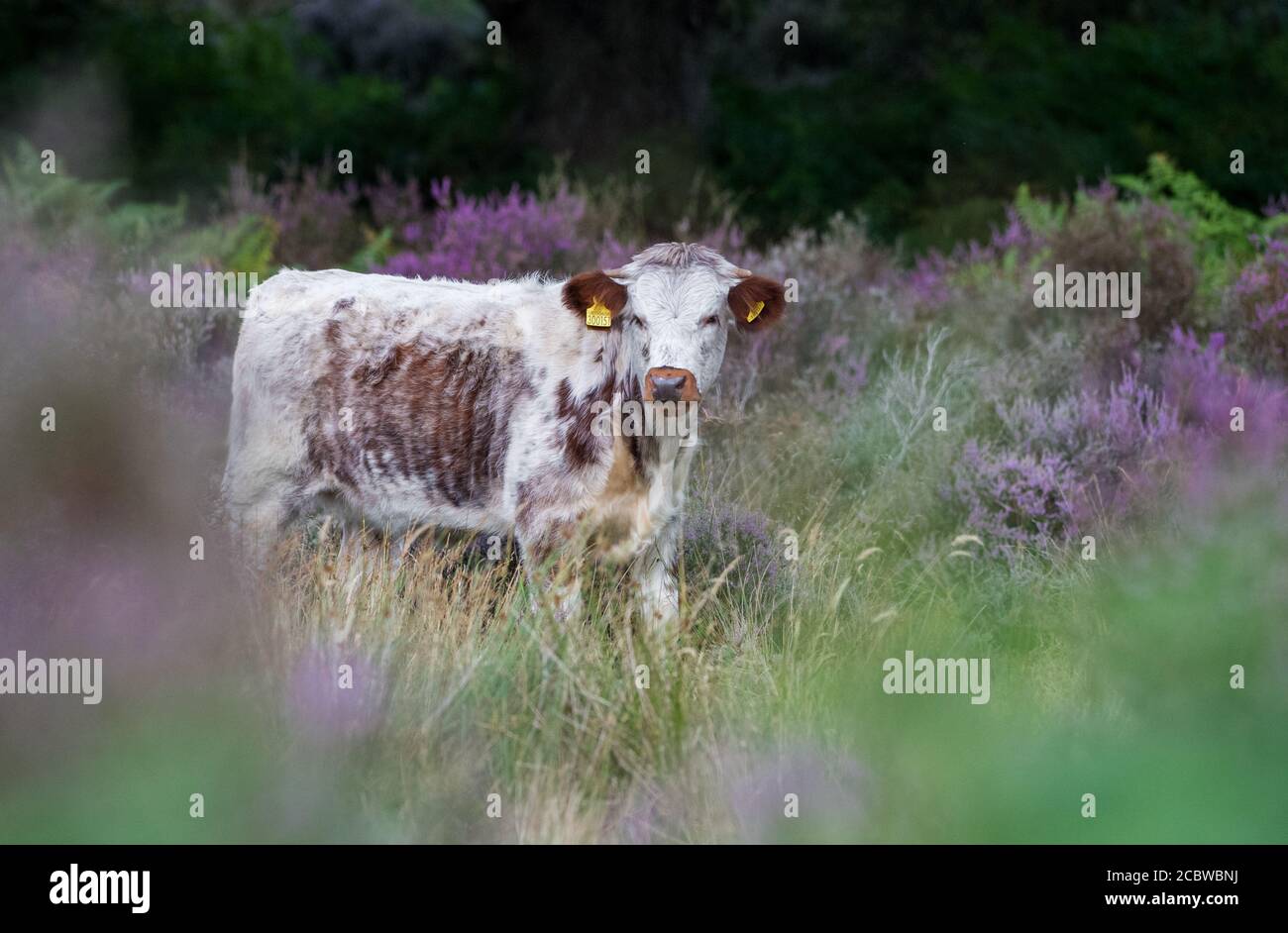 English Longhorn cattle feeding through flowering heather Stock Photo ...
