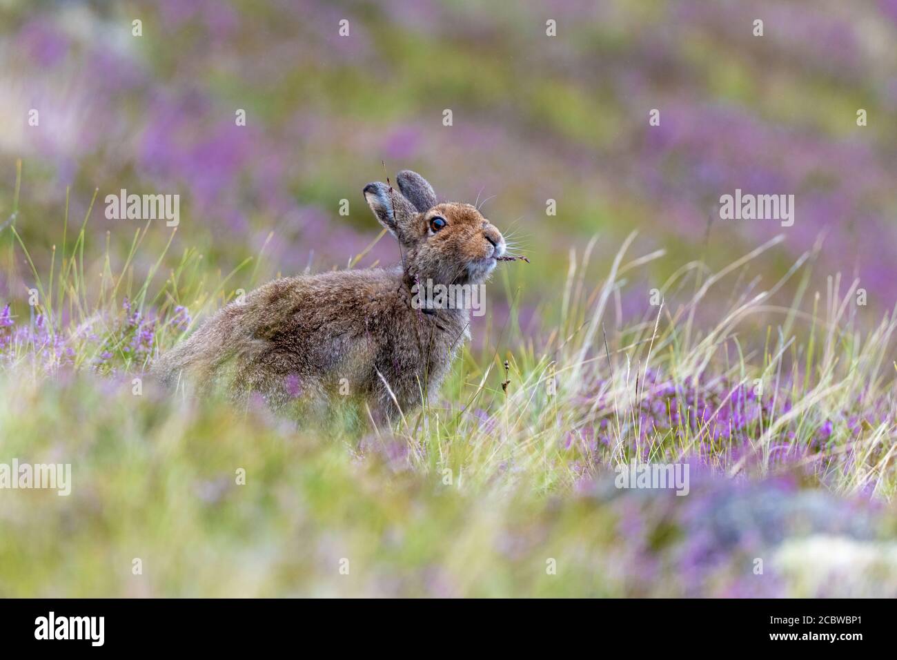 Mountain hare lepus timidus grazing hi-res stock photography and images ...
