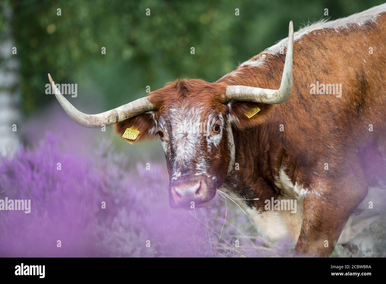 English Longhorn cattle feeding through flowering heather Stock Photo ...