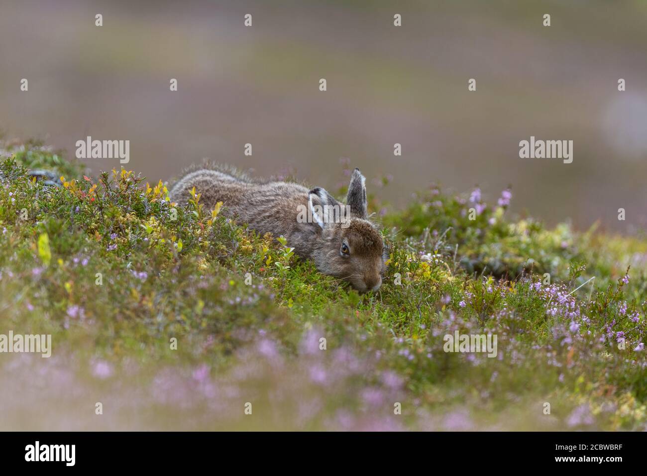 Hare sleep hi-res stock photography and images - Alamy