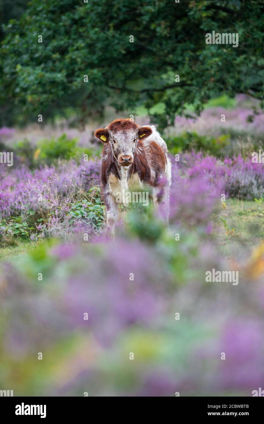 English Longhorn cattle feeding through flowering heather Stock Photo ...
