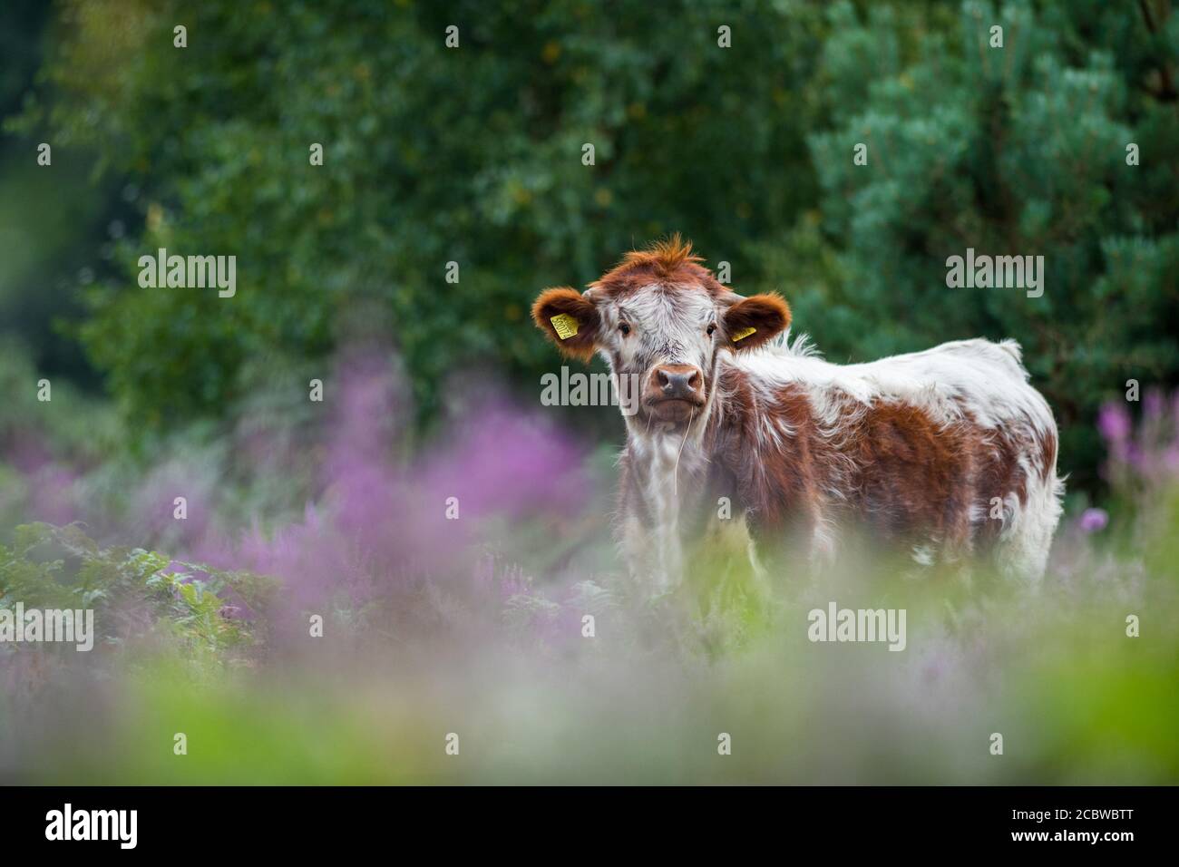 English Longhorn cattle feeding through flowering heather Stock Photo ...
