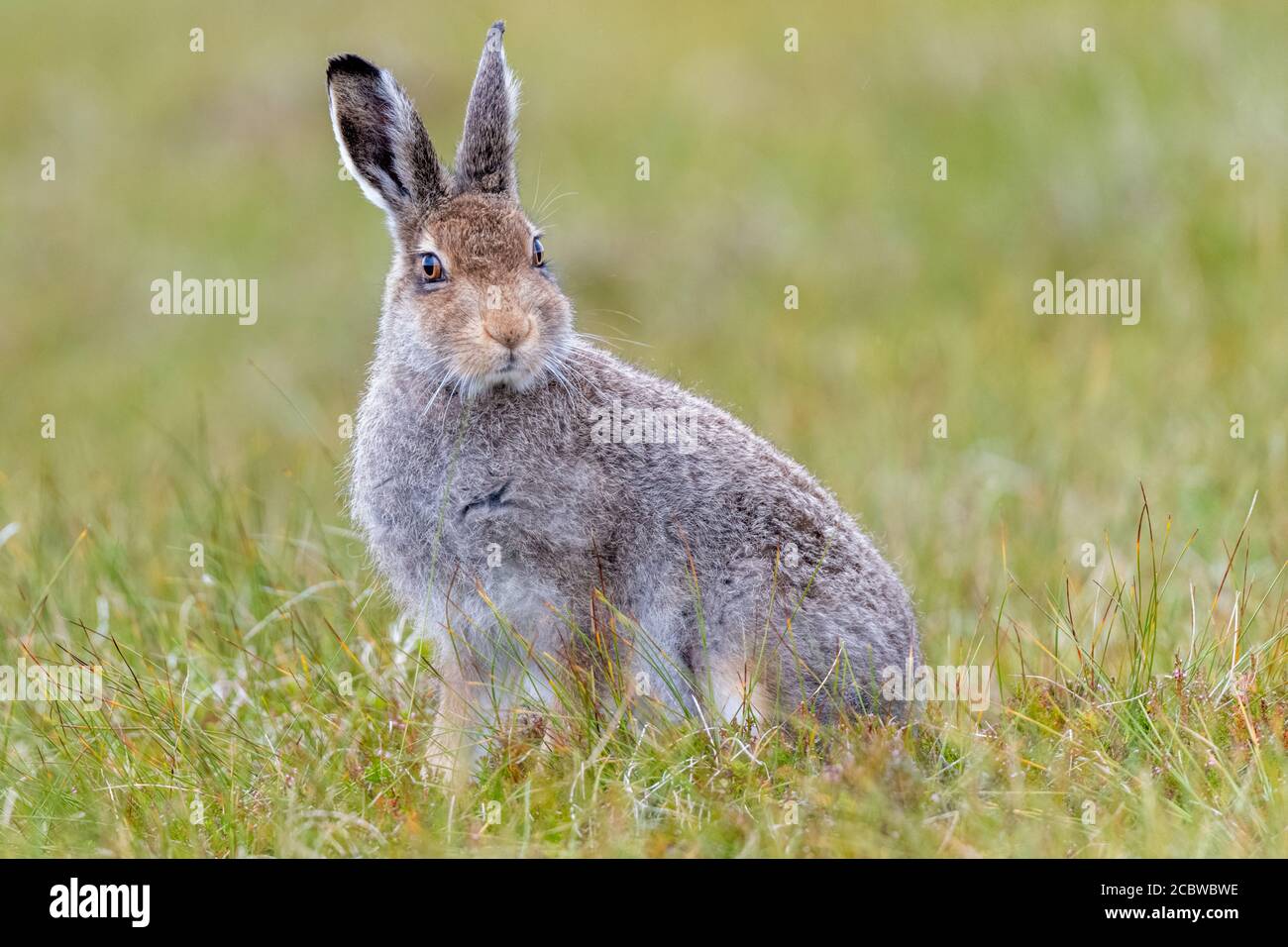 Arctic hare baby High Resolution Stock Photography and Images - Alamy