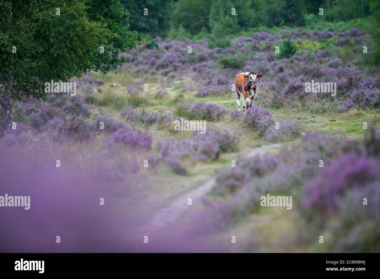 English Longhorn cattle feeding through flowering heather Stock Photo ...