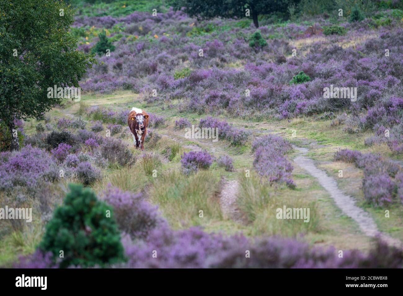 English Longhorn cattle feeding through flowering heather Stock Photo ...
