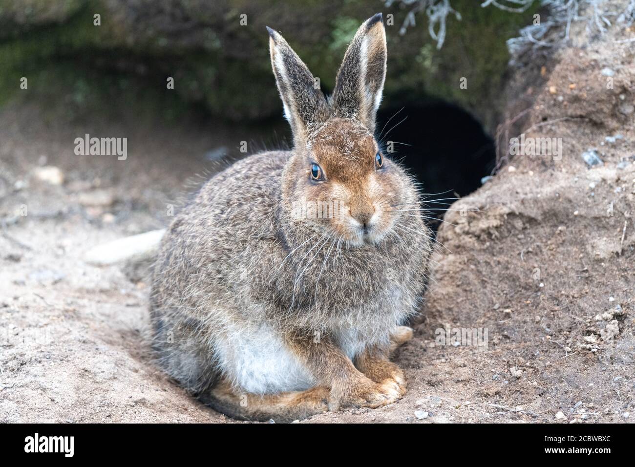 Mountain Hare (lepus timidus) leveret sitting in gravel pit in the ...