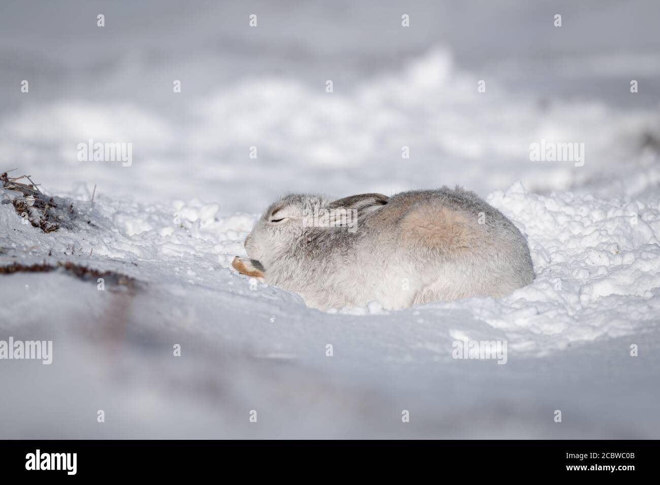 Hare sleep hi-res stock photography and images - Alamy