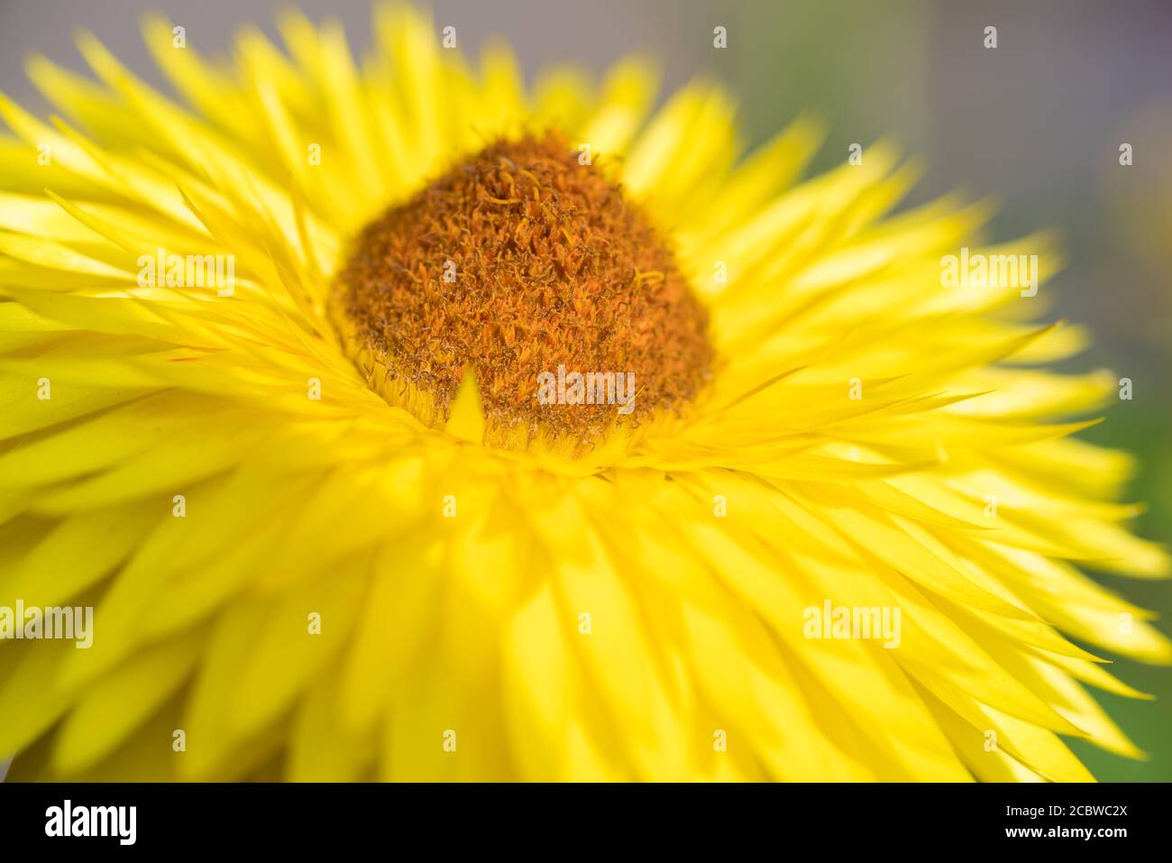 Sunflower everlasting hi-res stock photography and images - Alamy